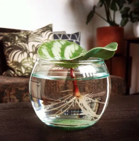 25 Popular Indoor Plants You Can Grow In Vases