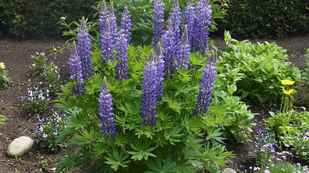 Tips on Growing Lupine (Growing Guide)