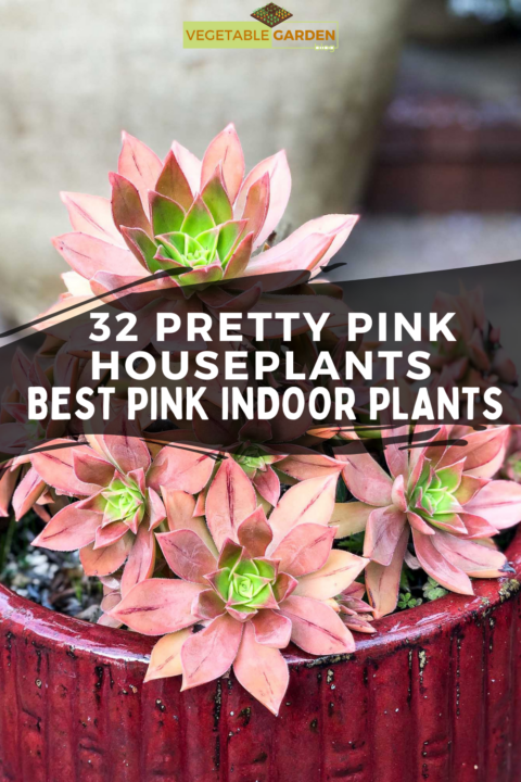 32 Pretty Pink Houseplants | Best Pink Indoor Plants
