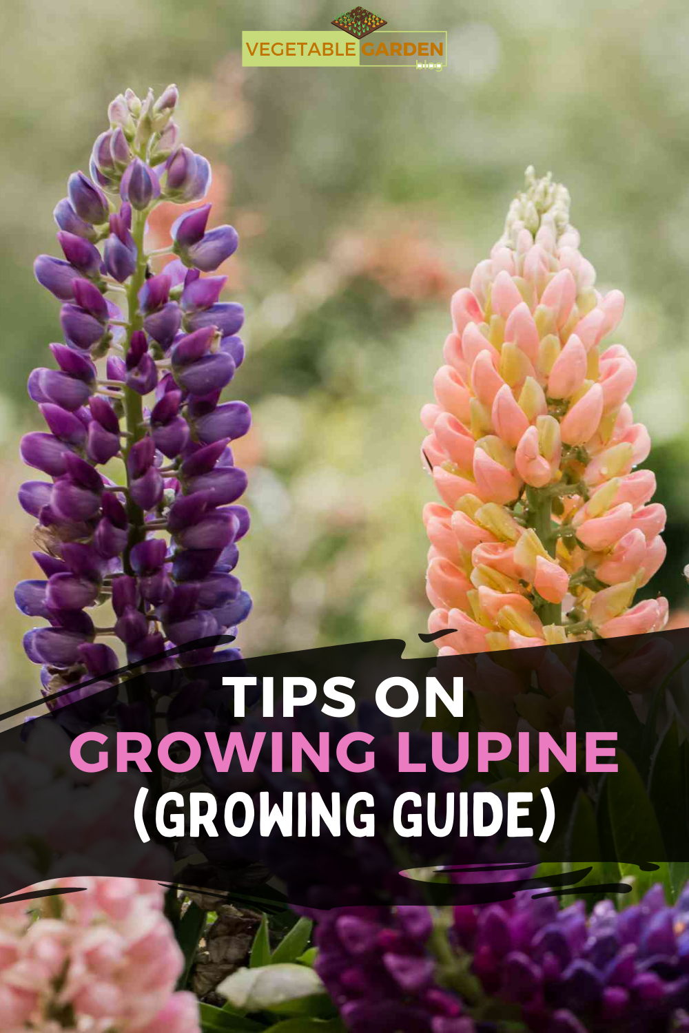 Tips on Growing Lupine (Growing Guide)