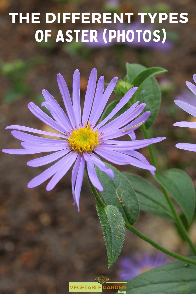 The Different Types of Aster (Photos)