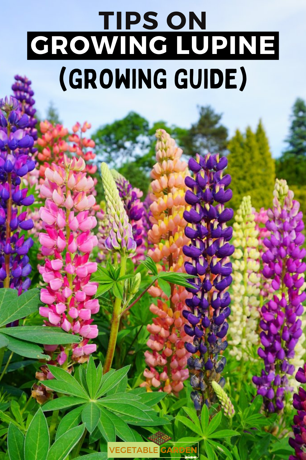 Tips on Growing Lupine (Growing Guide)