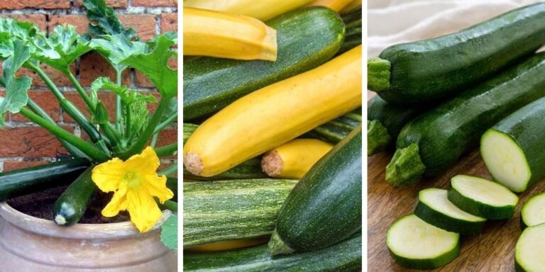 How To Grow Zucchini In A Pot: An effective 6 steps guide