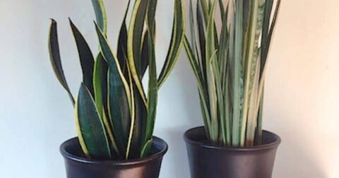 12 Plants For Your Bedroom That Can Improve Sleep Quality And Treat ...
