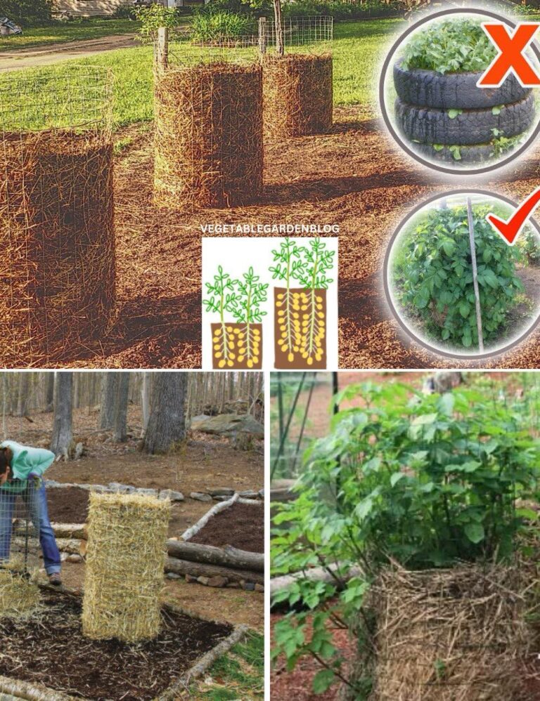 How to Build a Potato Tower: A Step-by-Step Guide to Efficient Gardening
