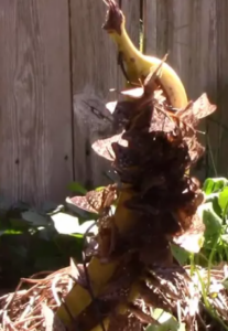 Here’s Why You Want to Hang an Overripe Banana in your Garden