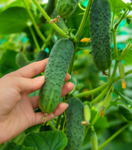 The Ultimate Guide To Growing Exceptional Cucumbers Tips Tricks And