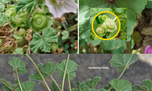 Home - Vegetable Garden Blog