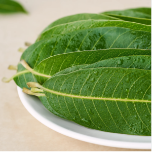 The Hidden Power of Mango Leaves: 30 Benefits and Homemade Uses