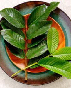 20 Incredible Benefits of Guava Leaves