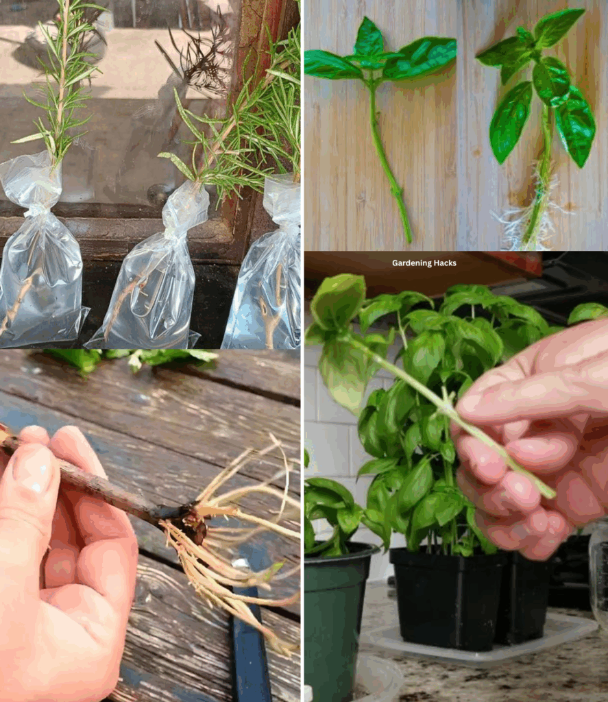 How to Root Branches and Cuttings Easily at Home