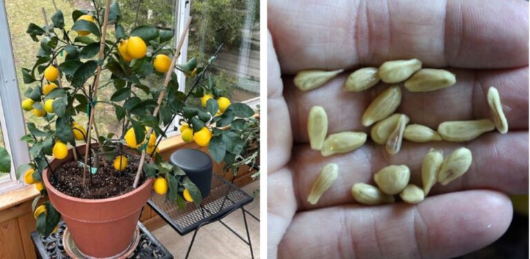 Eat a Lemon, Save the Seeds and Grow Your Own Tree – But Don’t Miss ...