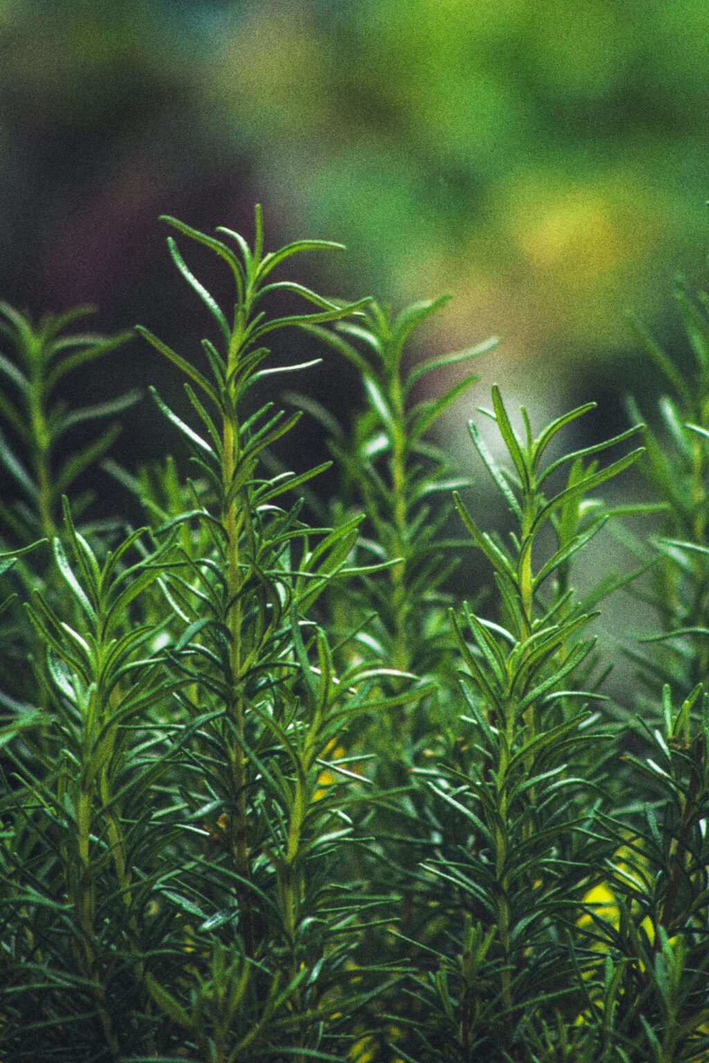 Rosemary Care in December: 6 Steps to Keep It Thriving All Winter
